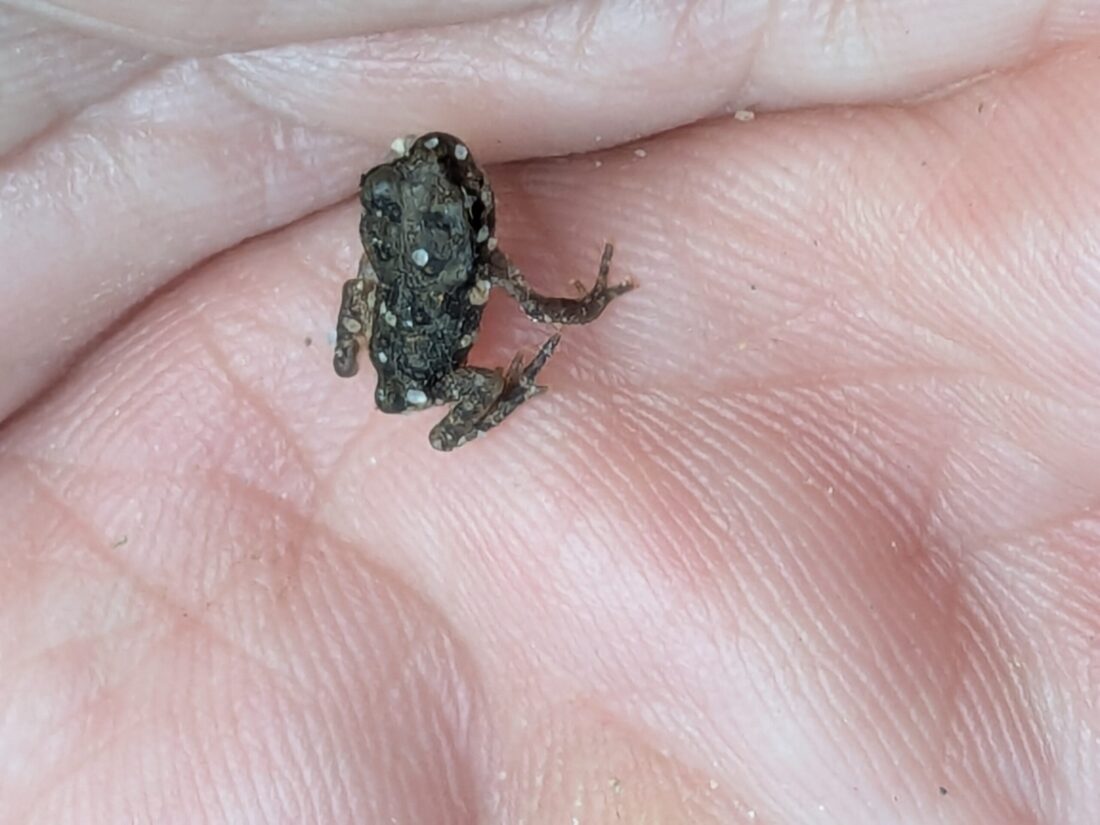 Wee frog gently held | News, Sports, Jobs - The Mining Journal